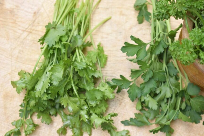 Quelle est la différence entre le persil et la coriandre ? – Cuisine de ...